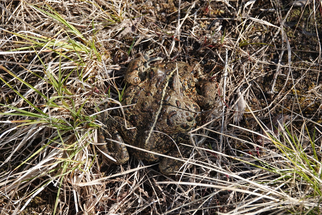 Western Toad from Strathcona, BC, Canada on May 02, 2023 at 10:35 AM by ...