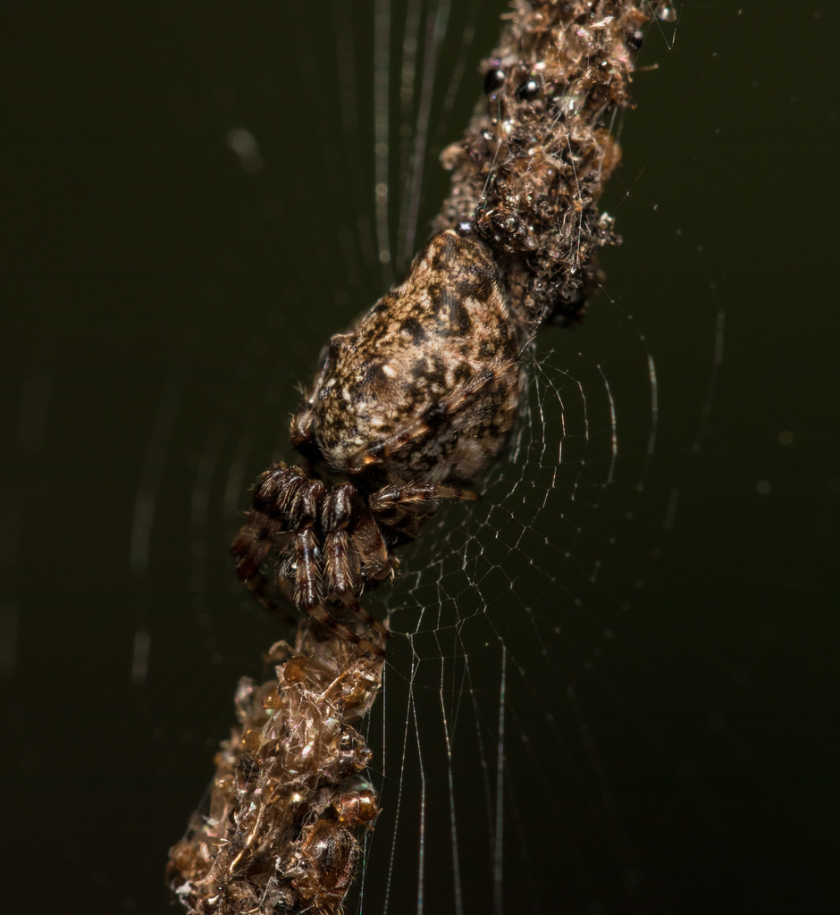 Cyclosa mulmeinensis from Chai Wan, Hong Kong on July 27, 2018 at 03:58 ...