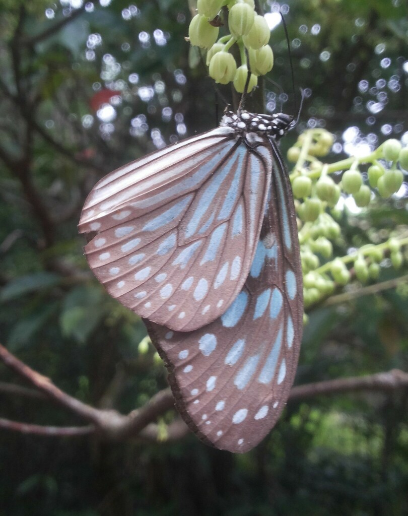 Ceylon Blue Glassy Tiger from Ishigaki, Okinawa, Japan on March 06 ...