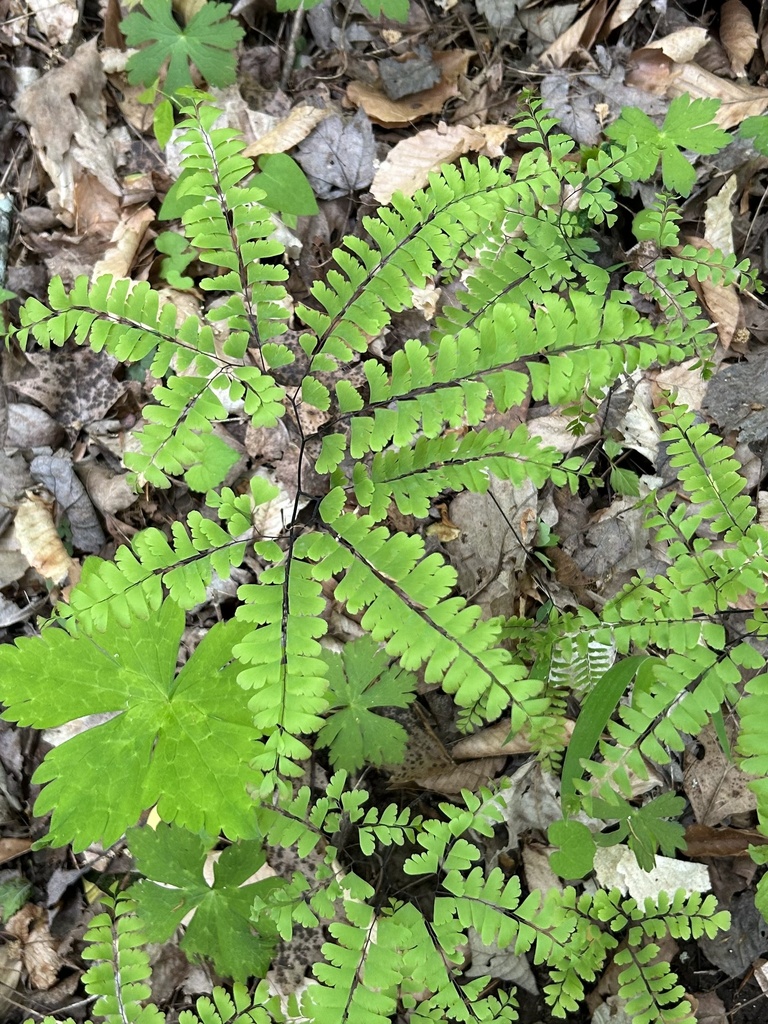 northern maidenhair fern from Natural Bridge State Resort Park, Slade ...
