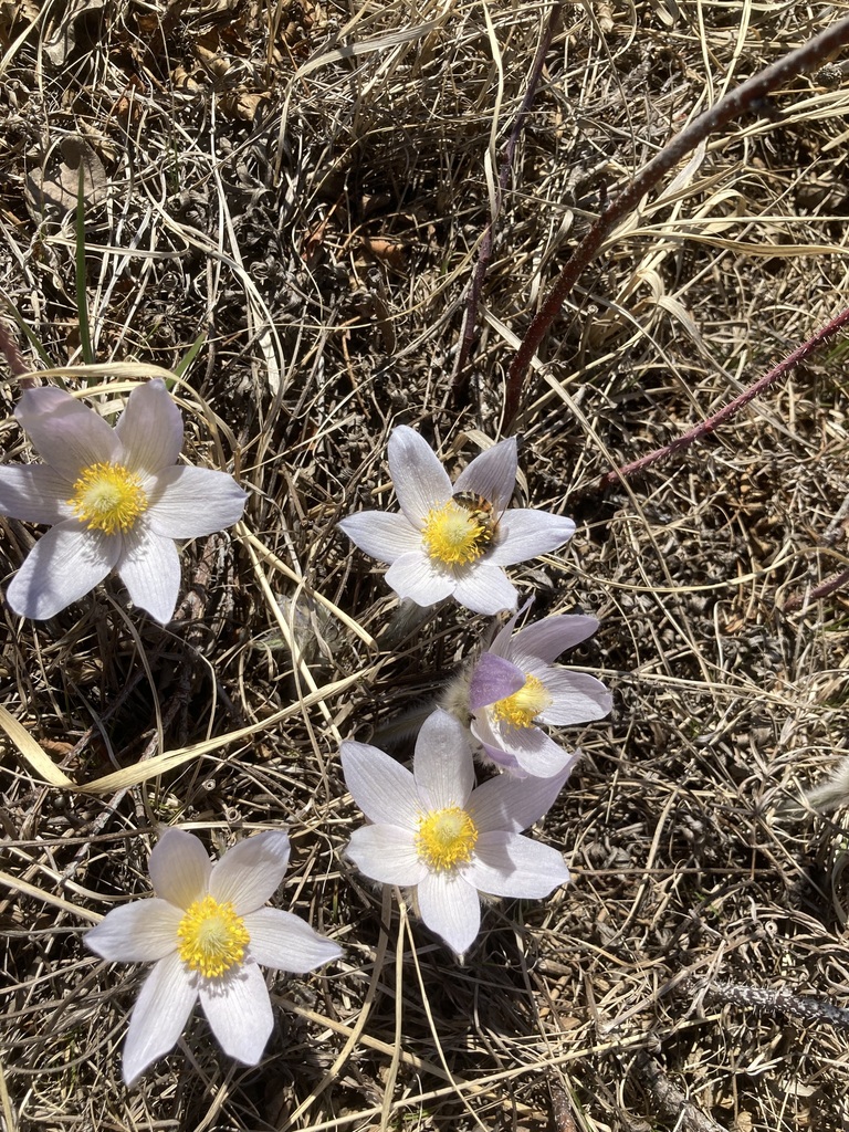 Western Honey Bee from Northeast Calgary, Calgary, AB, Canada on April ...