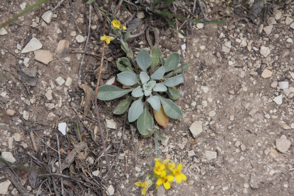 Piceance Bladderpod from Rio Blanco County, CO, USA on June 17, 2014 at ...