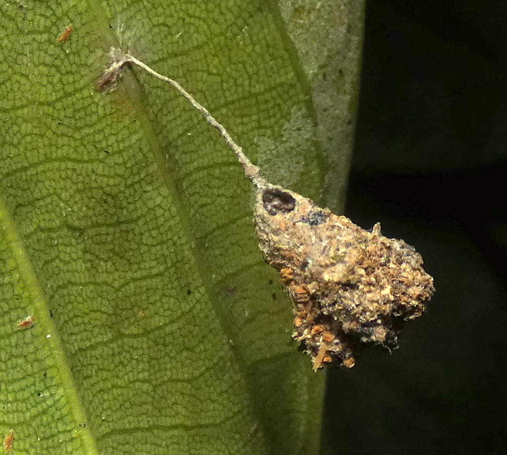 Silk Wasps from Zona rural de Paudalho - Pernambuco on April 29, 2023 ...