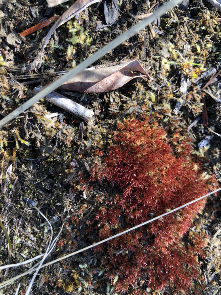 Redshank from Strathcona, BC, Canada on May 02, 2023 at 10:36 AM by ...