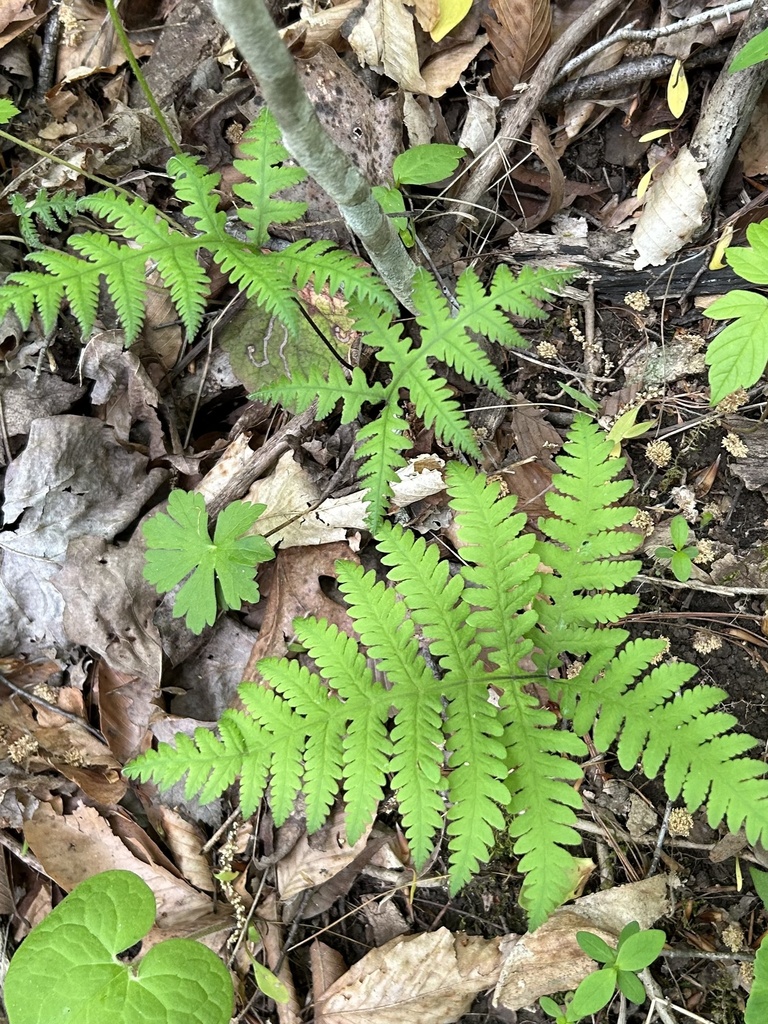 broad beech fern from Natural Bridge State Resort Park, Slade, KY, US ...