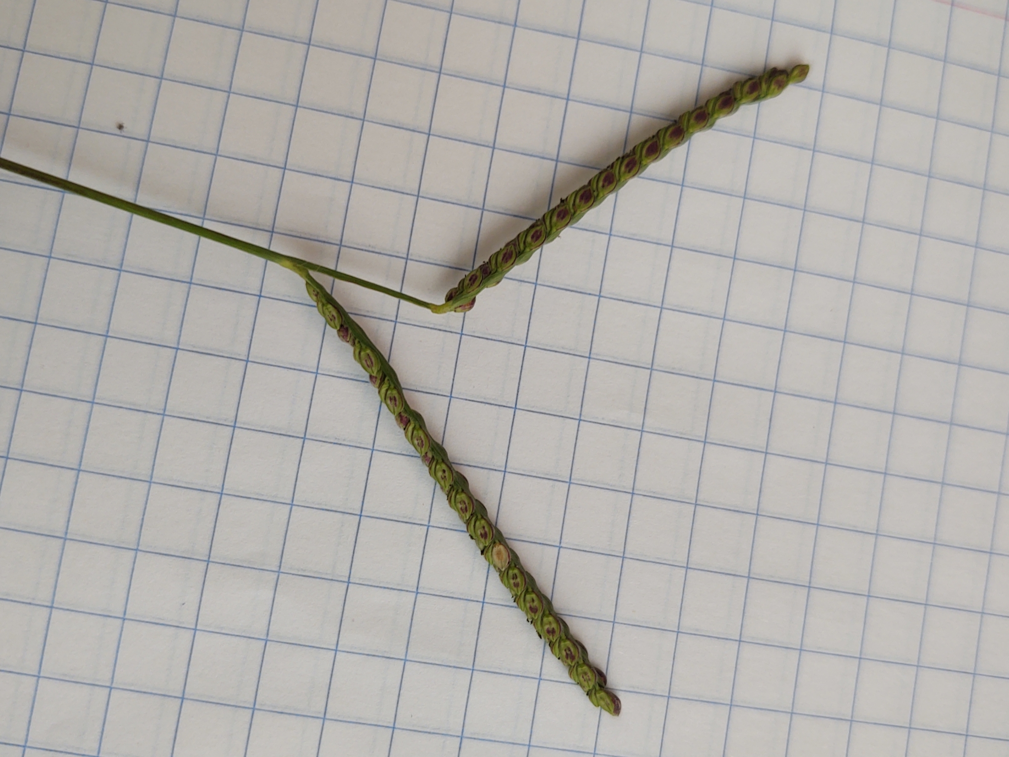 Paspalum pubiflorum Rupr. ex E.Fourn.