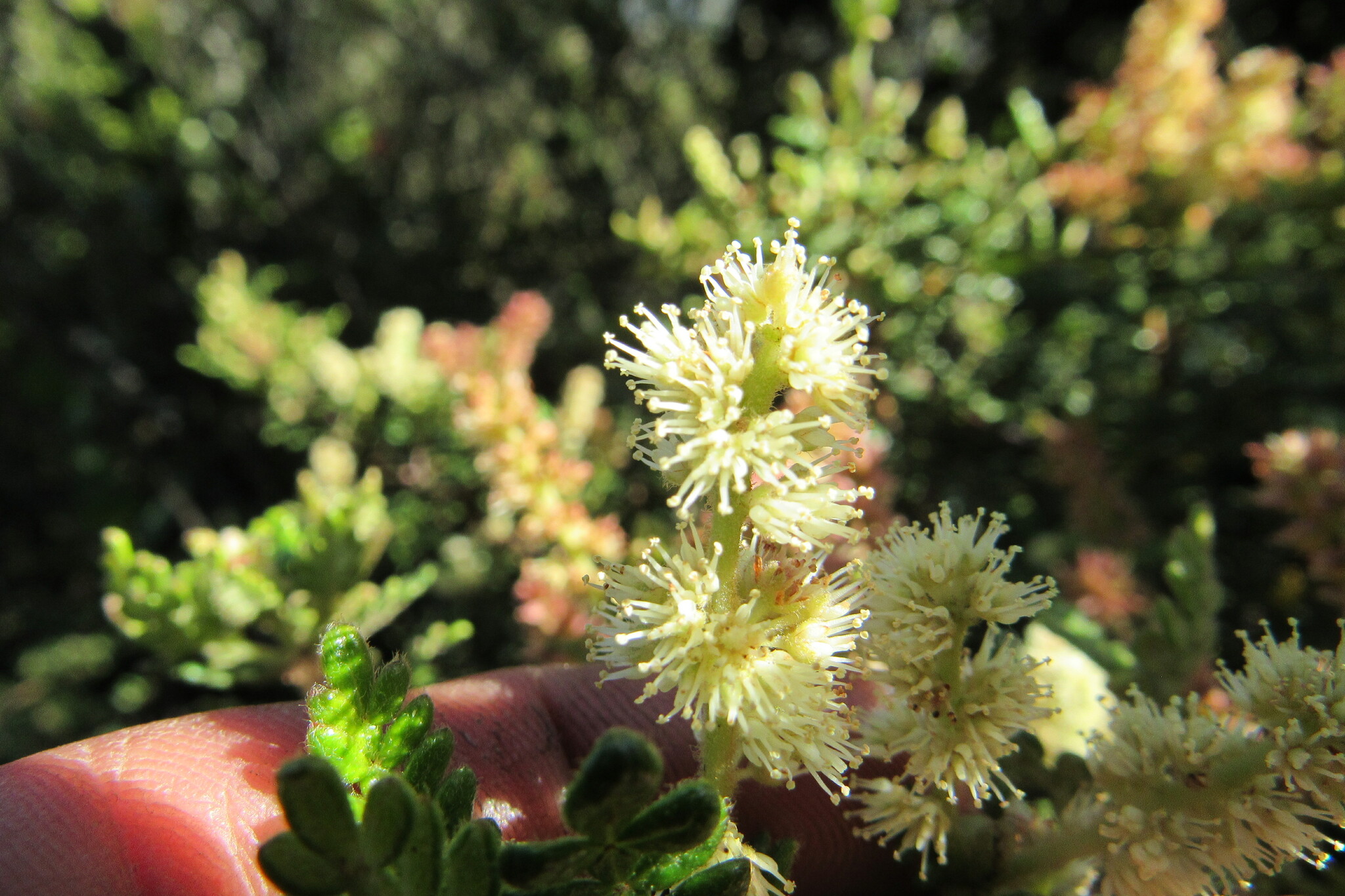 Weinmannia tomentosa L.fil.