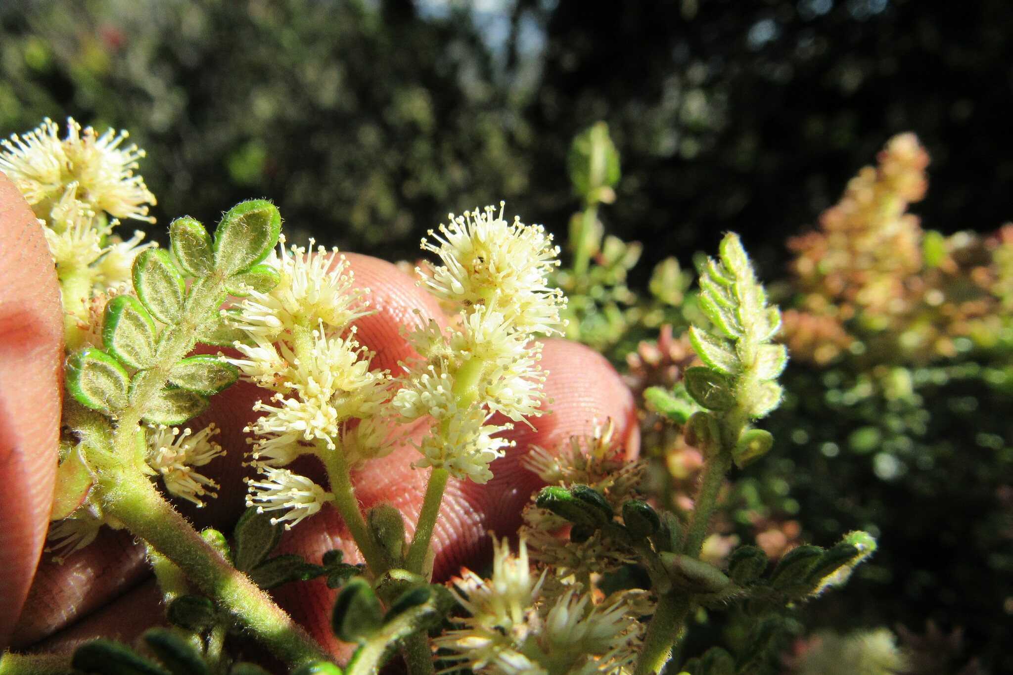 Weinmannia tomentosa L.fil.
