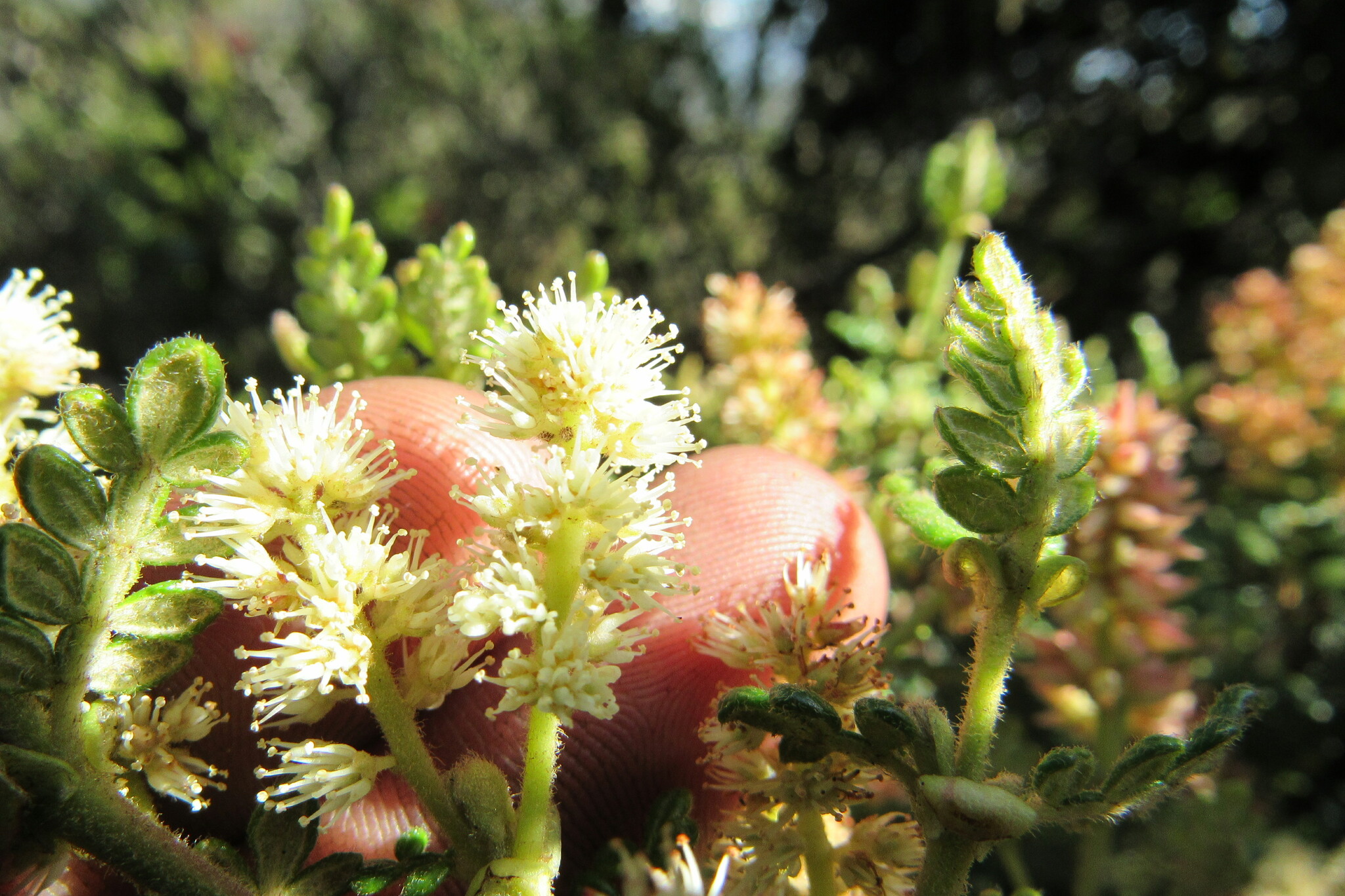 Weinmannia tomentosa L.fil.