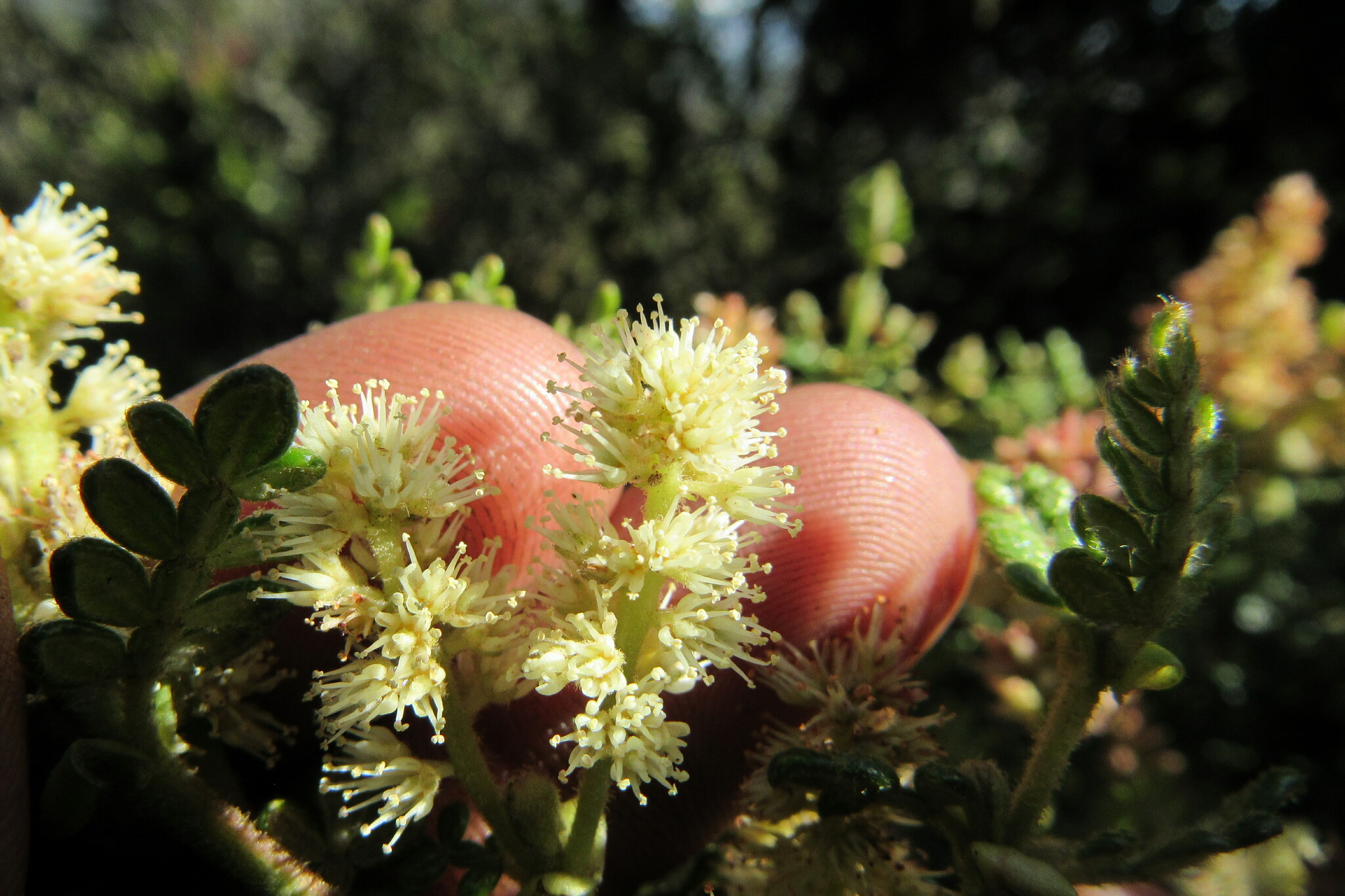 Weinmannia tomentosa L.fil.