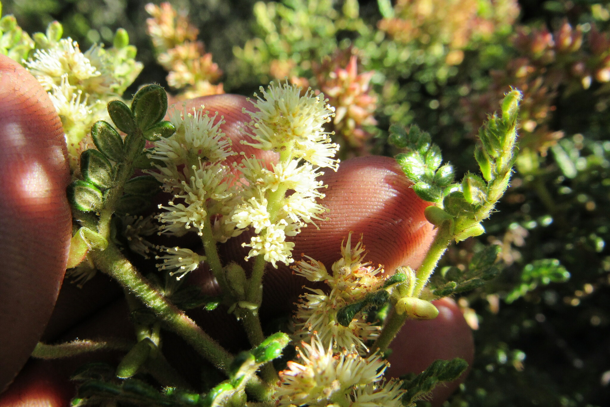 Weinmannia tomentosa L.fil.