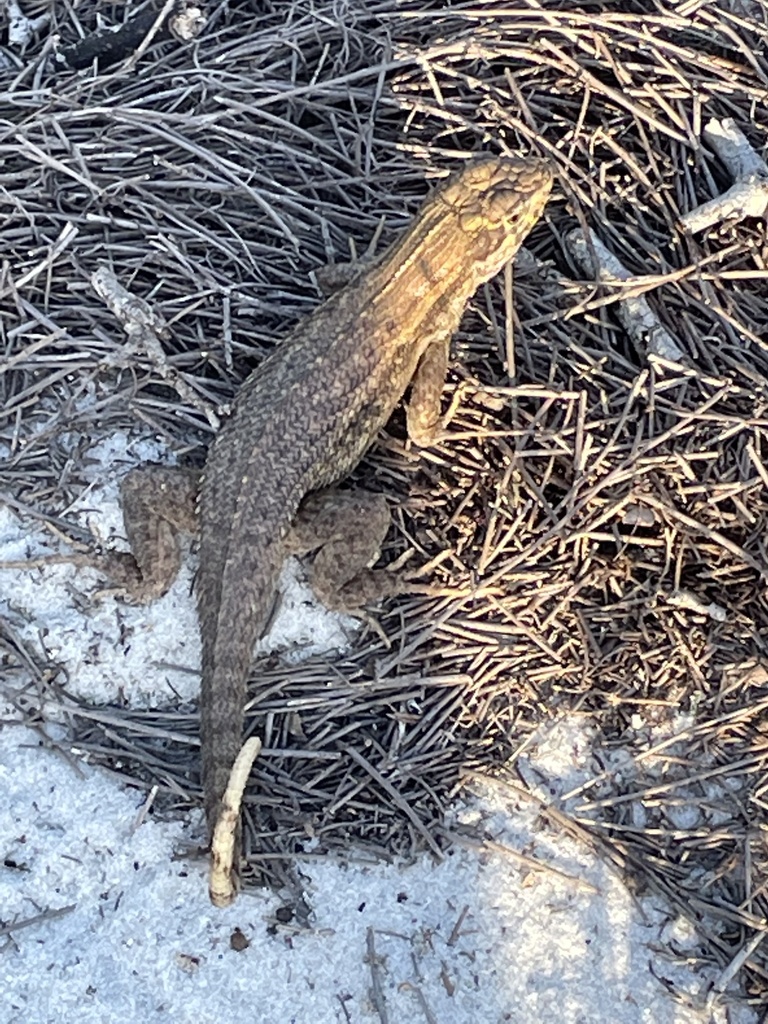Northern Curly-tailed Lizard from Hypoluxo Rd, Hypoluxo, FL, US on May ...