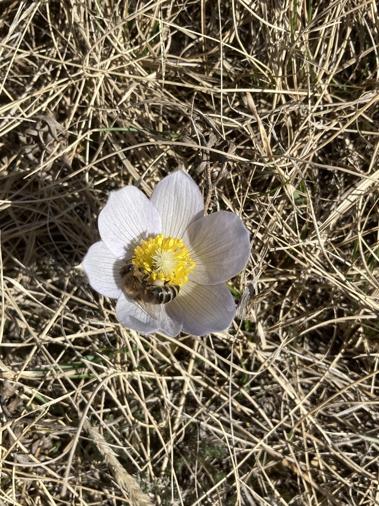 Western Honey Bee from Northeast Calgary, Calgary, AB, Canada on April ...