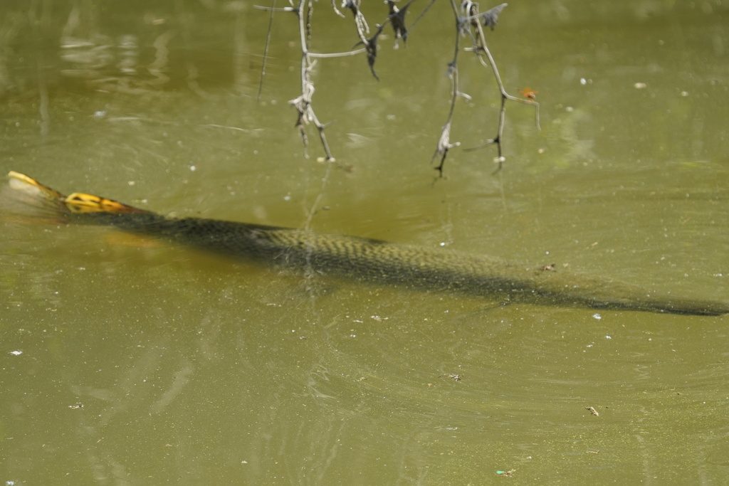 Alligator Gar from Highlands/Perkins, Baton Rouge, LA, USA on April 30 ...