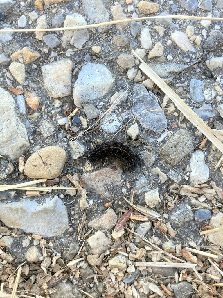 Butterflies and Moths from Northeast Calgary, Calgary, AB, Canada on ...