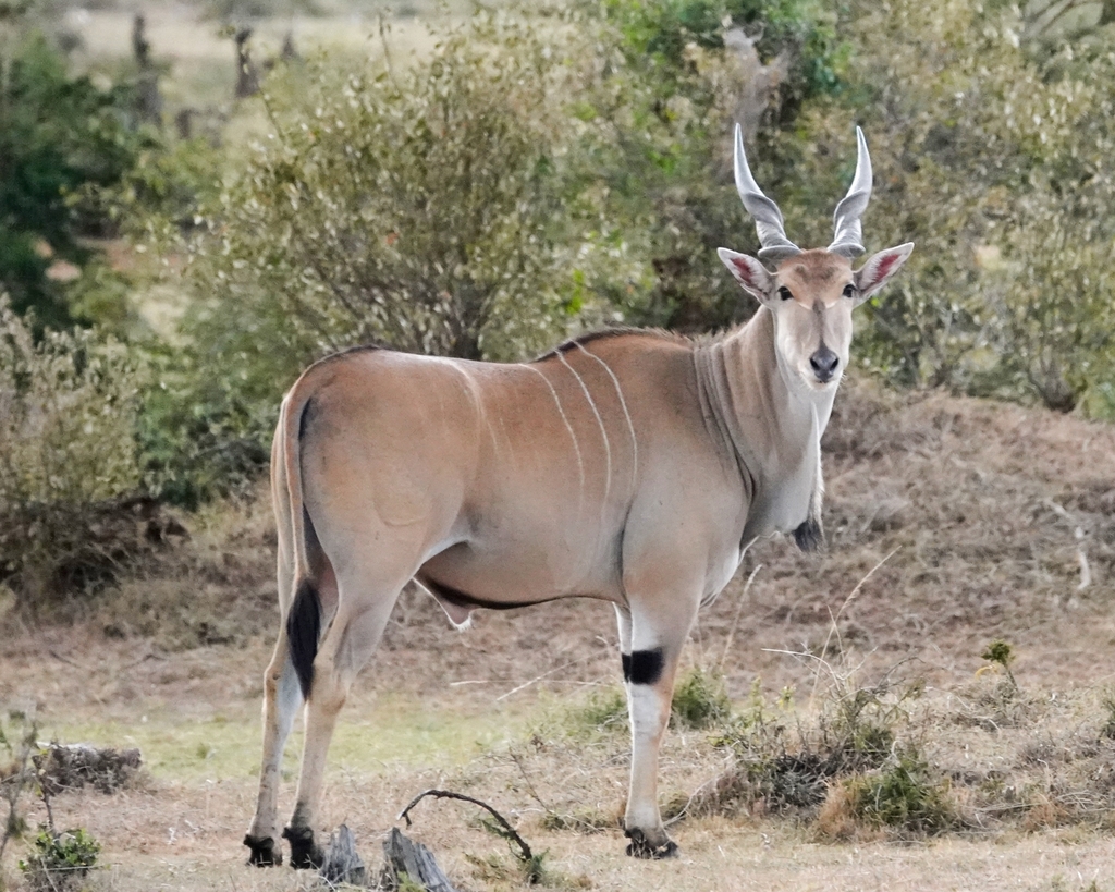 East African Eland from TAASA Lodge on November 2, 2022 by brutledge ...