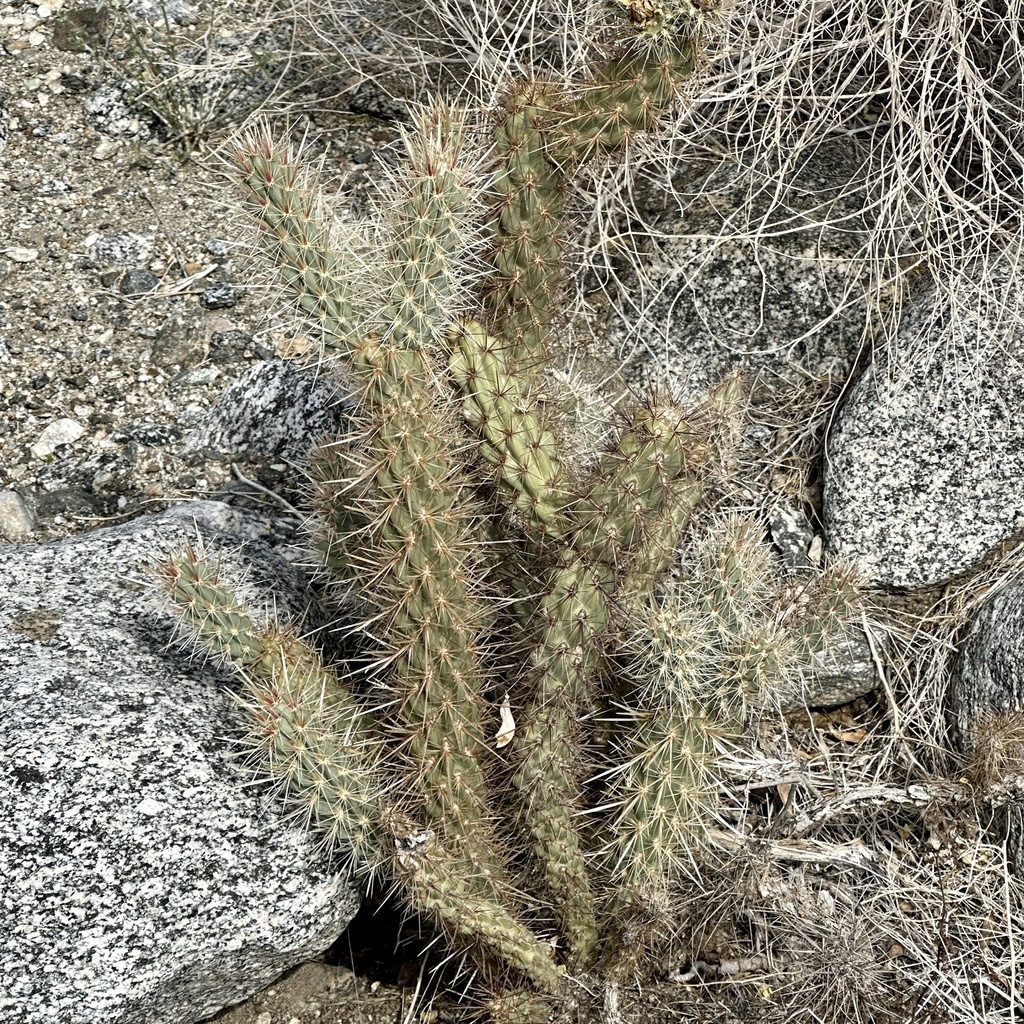 Gander's cholla from Santa Rosa and San Jacinto Mountains National ...