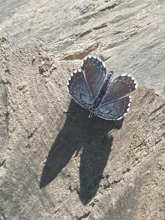 Chequered Blue in May 2023 by Gerd Kuna · iNaturalist