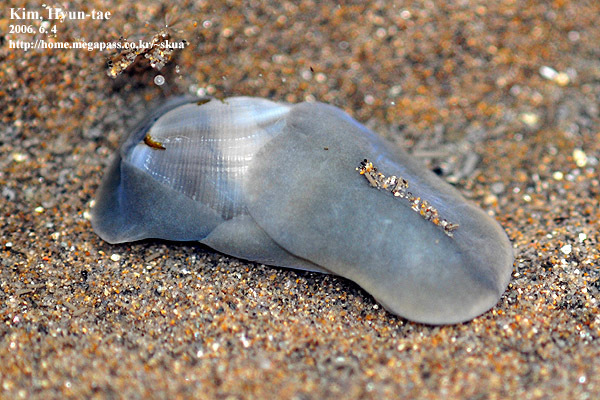 Bullacta caurina from Gunsan, KR-CB, KR on June 4, 2006 by Kim, Hyun-tae · iNaturalist