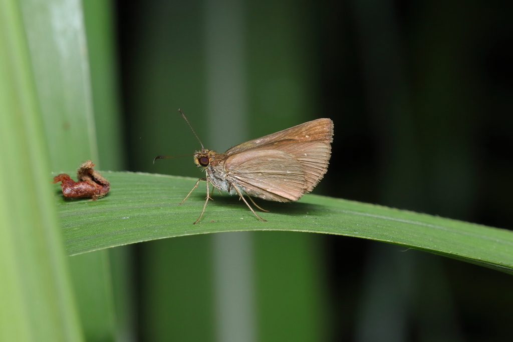 Cobalopsis miaba from Vila Jerusalem, São Bernardo do Campo - SP ...