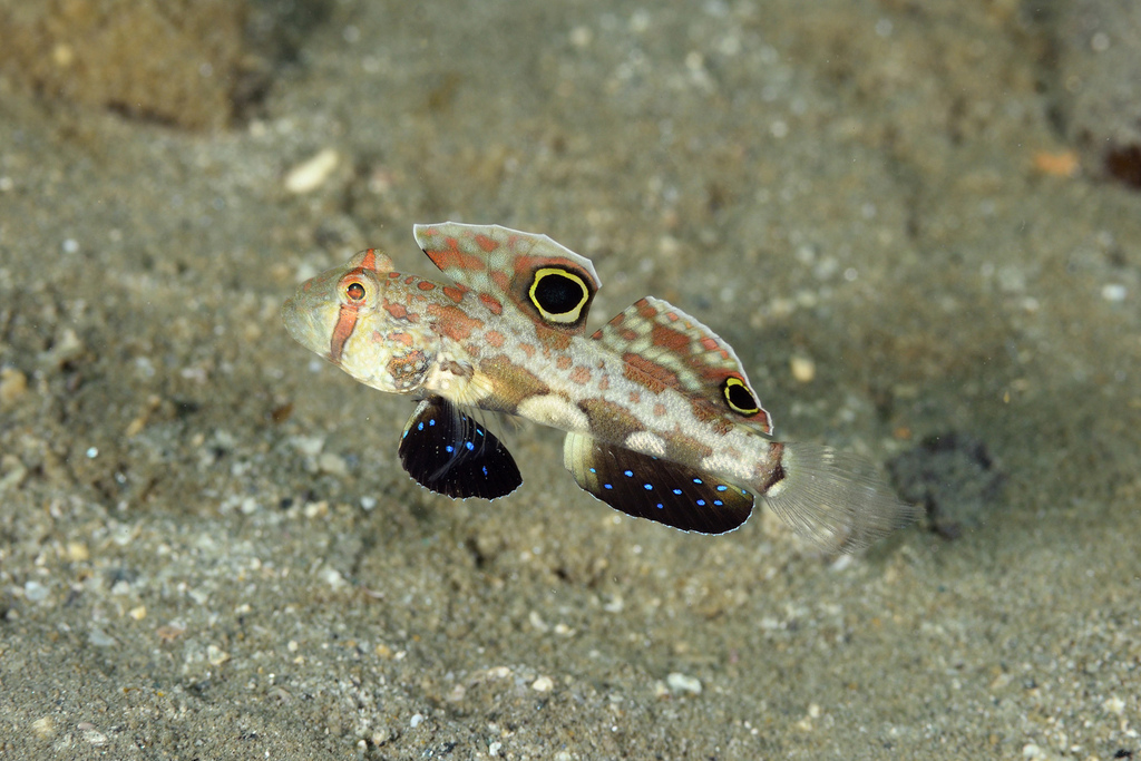 Signal goby from Unnamed Road, Gibara, Papua New Guinea on March 19 ...