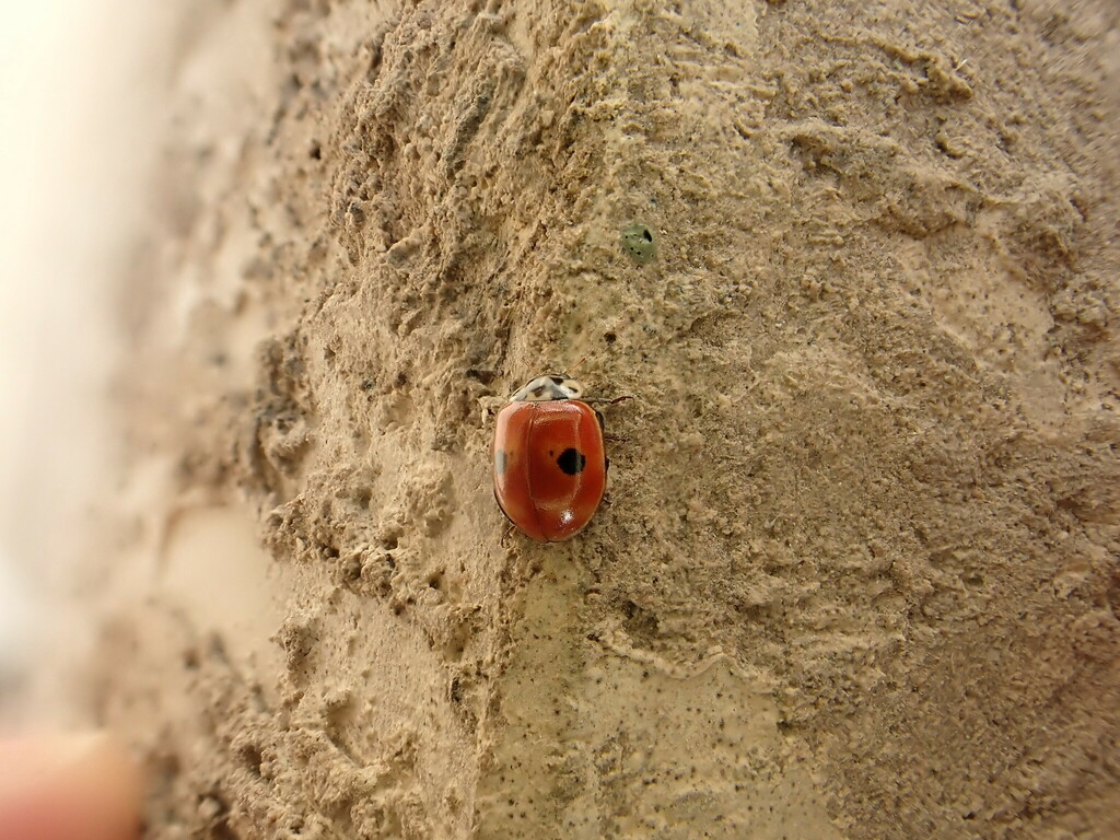 Two-spotted Lady Beetle from Douglasdale, Calgary, AB T2Z, Canada on ...