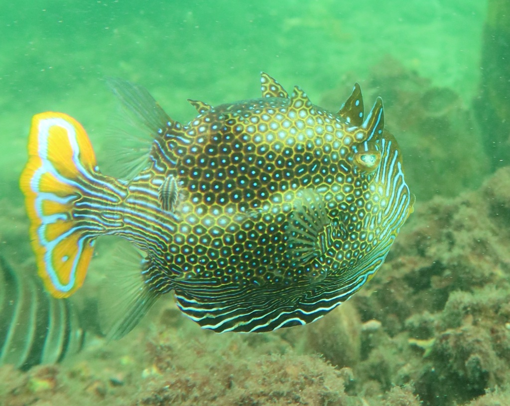 Creniola laticauda from Edithburgh Jetty on February 27, 2023 at 01:15 ...