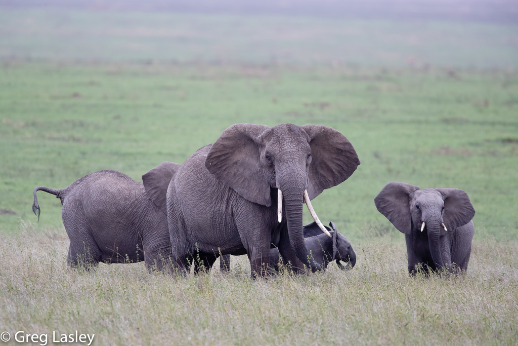 Elephants (Elephantidae) - Know Your Mammals