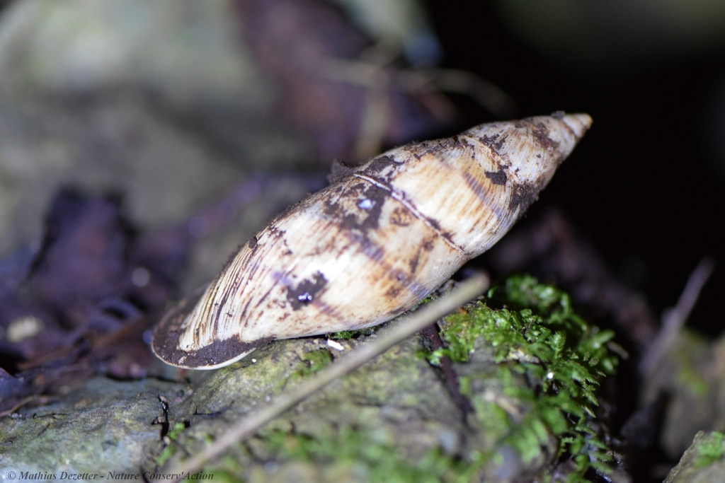 Drymaeus from Province de Rioja, Pérou on August 28, 2018 at 02:21 AM ...