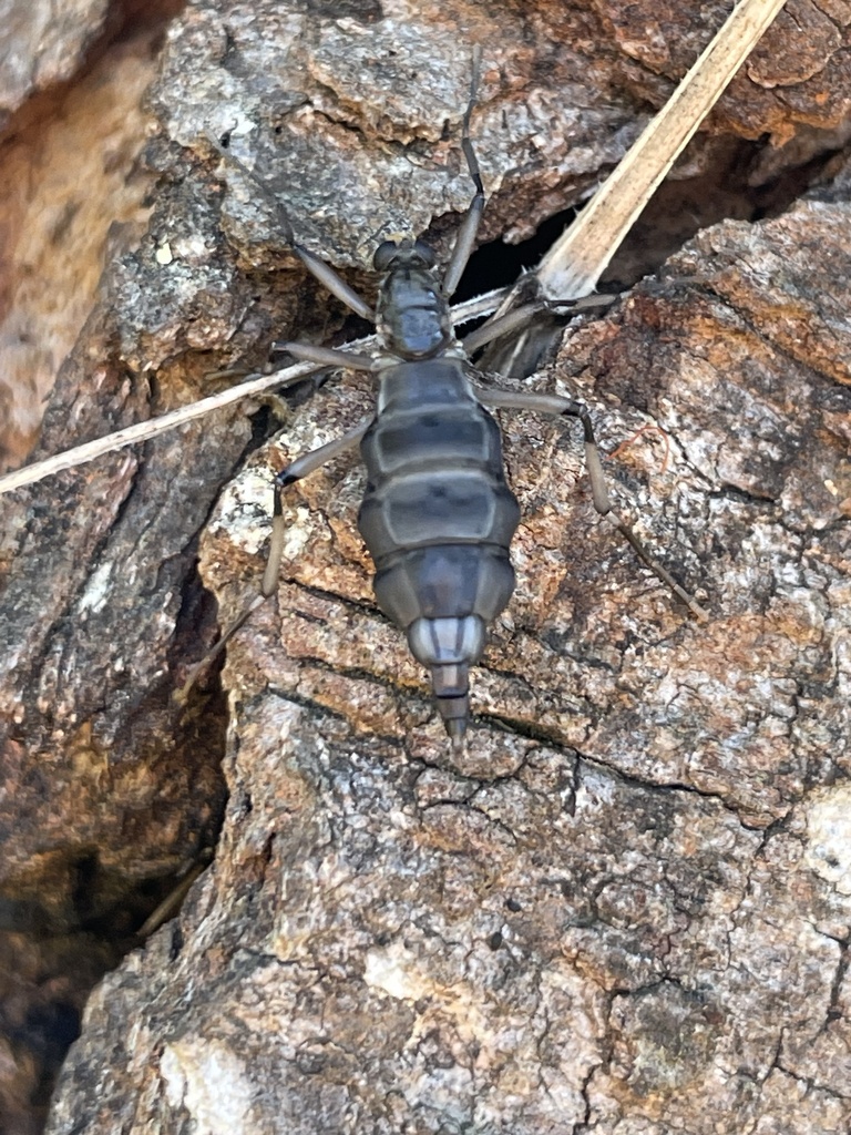 Australian Wingless Soldier Fly from Australian National Botanic ...