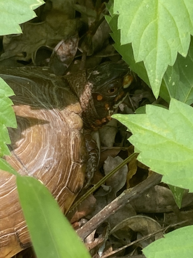 Three-toed Box Turtle in May 2023 by mbintexas · iNaturalist