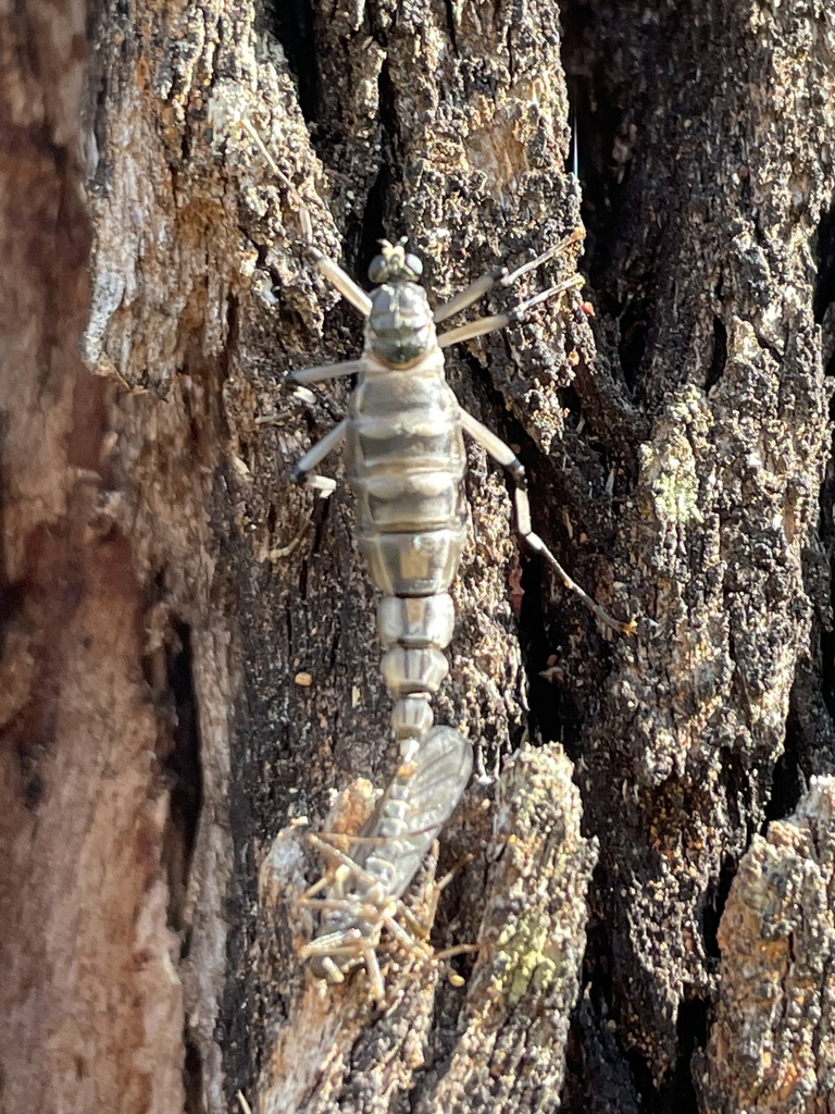 Wingless Soldier Flies from Australian National Botanic Gardens, Acton ...