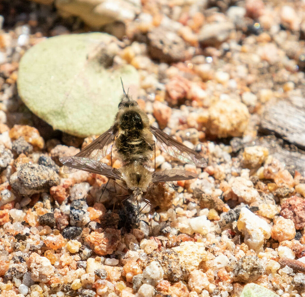 Greater Bee Fly from San Diego County, CA, USA on April 10, 2023 at 10: ...