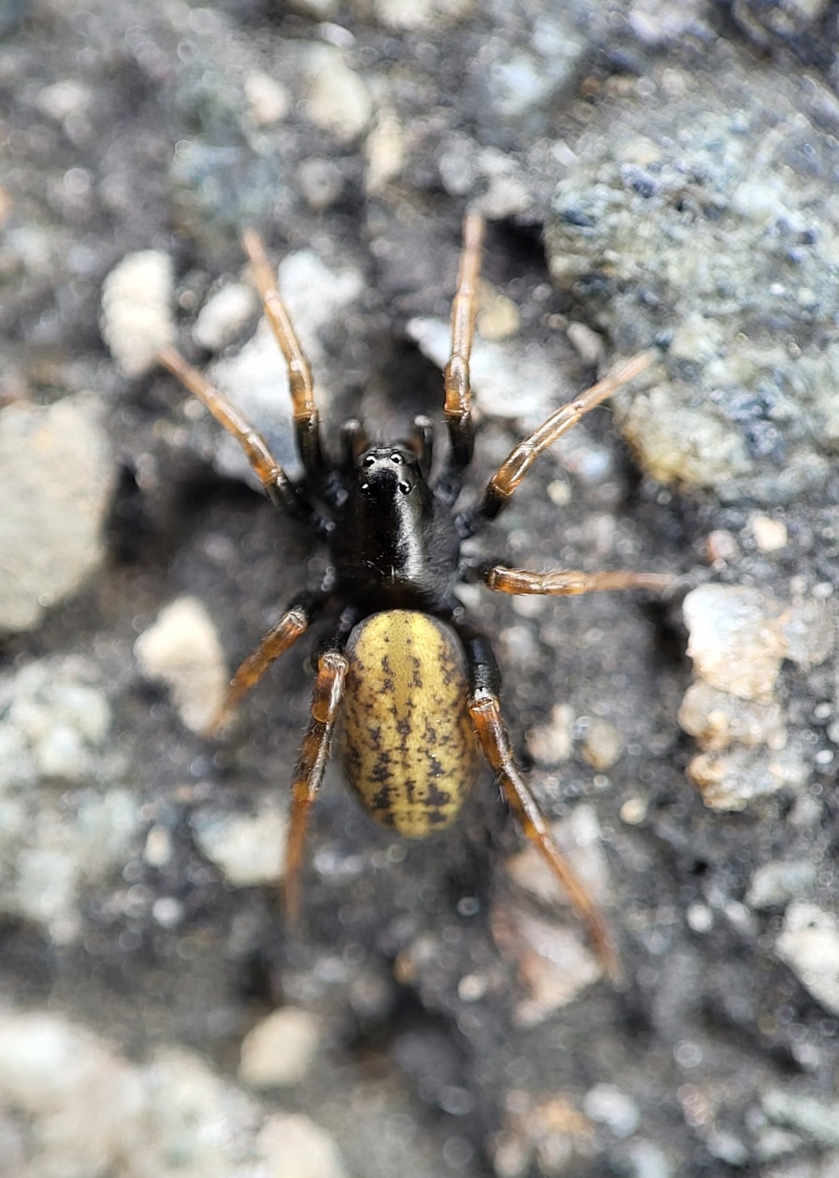 Allocosa funerea (Hentz, 1844)