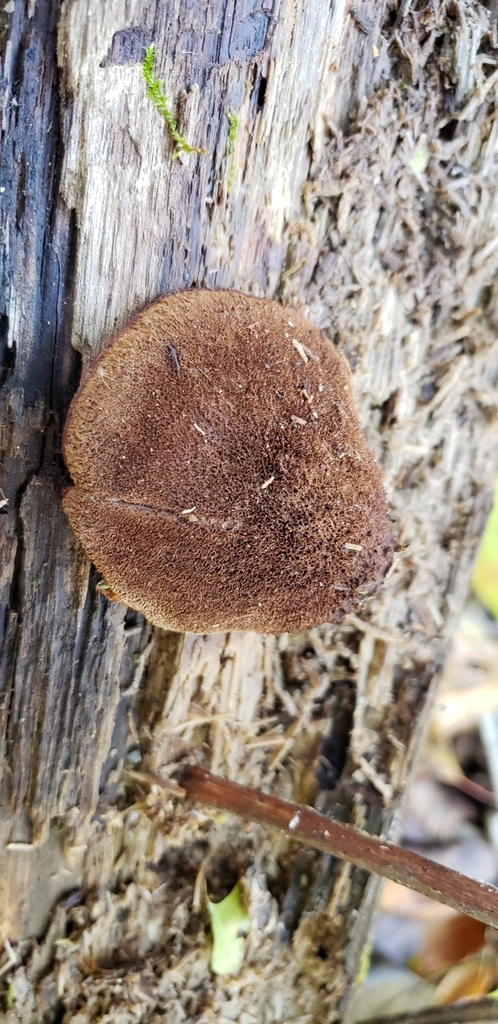 bear lentinus from Washington Township, IN, USA on October 29, 2018 at ...
