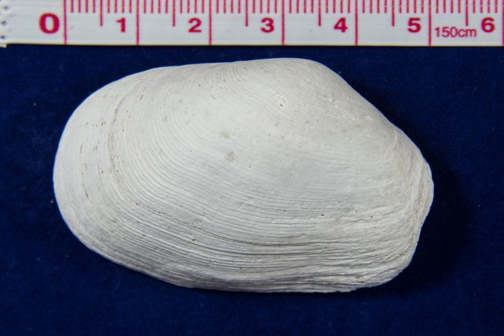 Boring Softshell Clam (Southern California) · iNaturalist