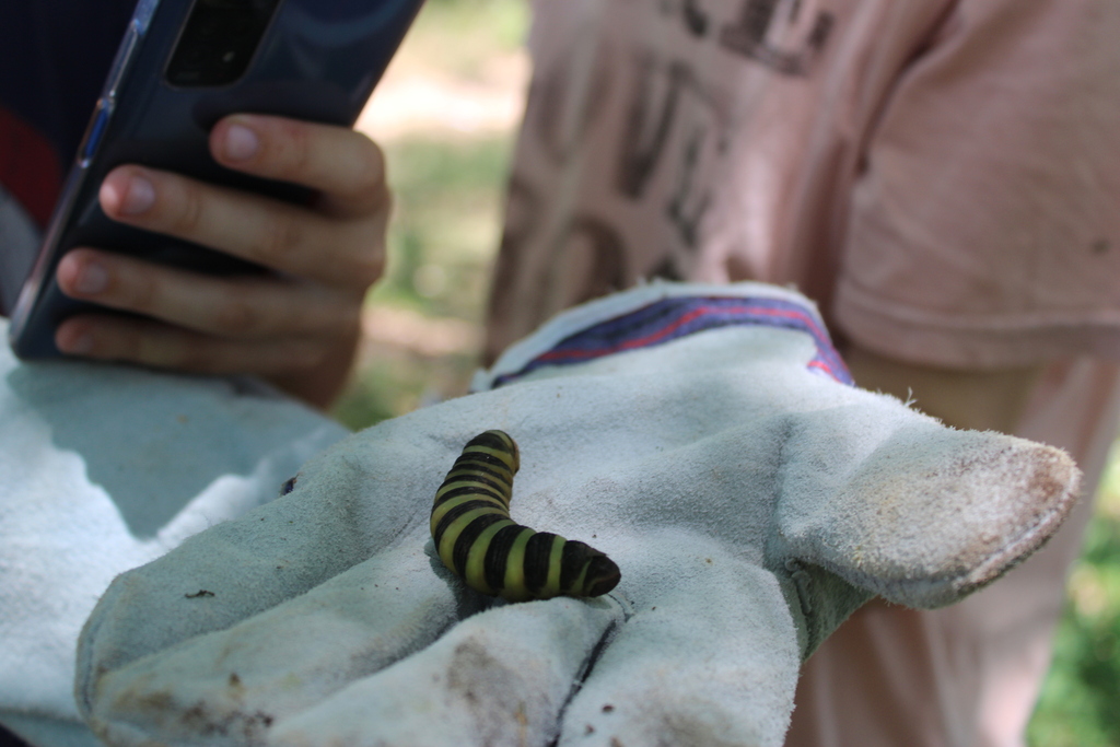 Pachylia syces from Rodovia BR 290 Country Club 1 - km 146 - Parque ...