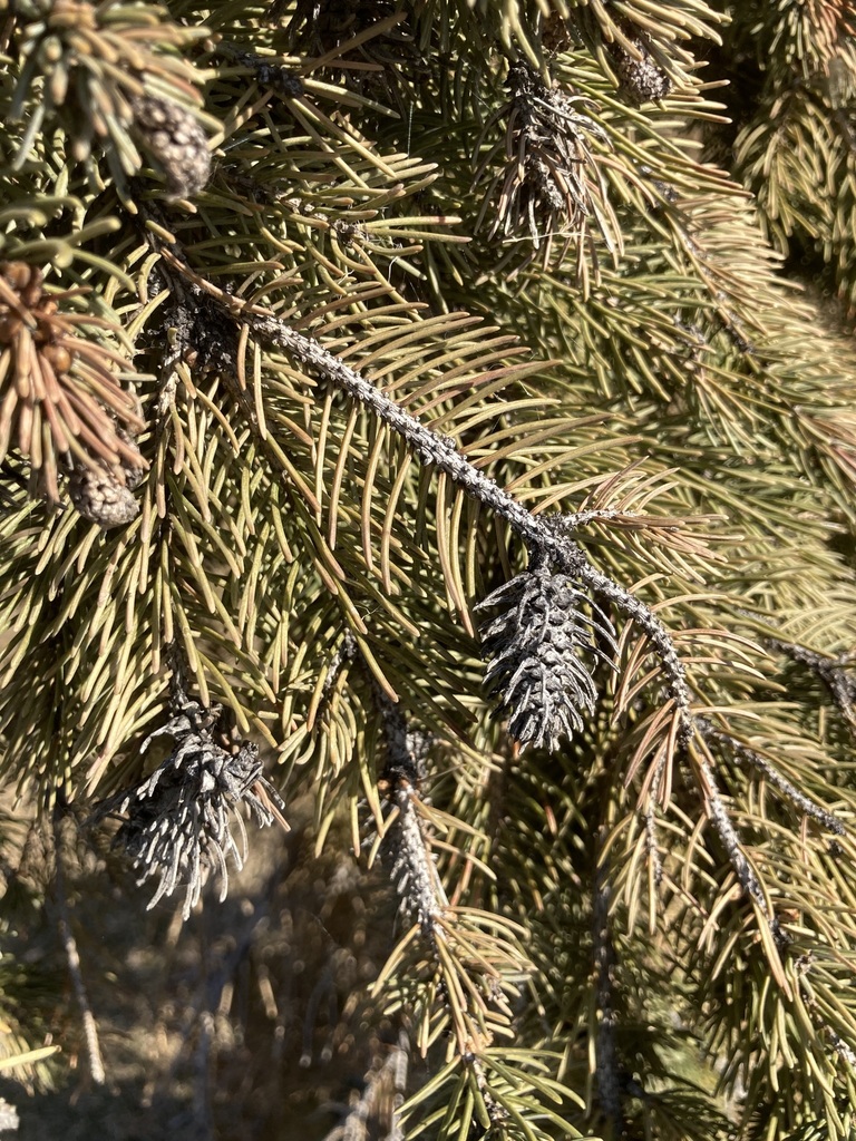 spruce aphids from Calgary, AB, Canada on April 30, 2023 at 08:54 AM by ...