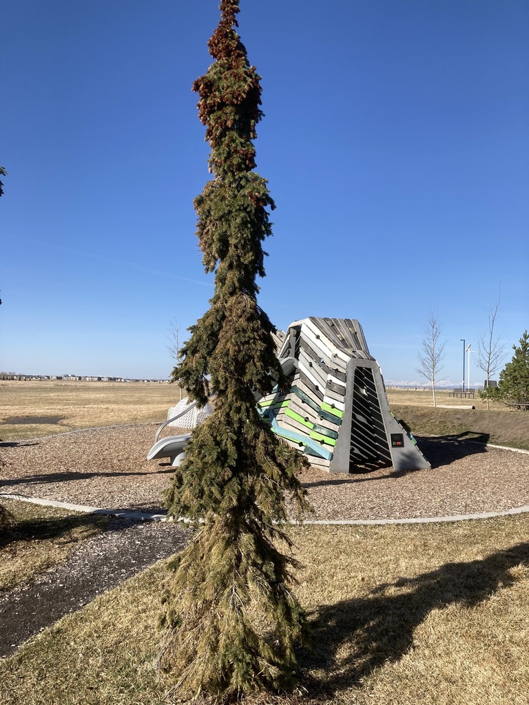 spruces from Calgary, AB, Canada on April 30, 2023 at 08:54 AM by ...