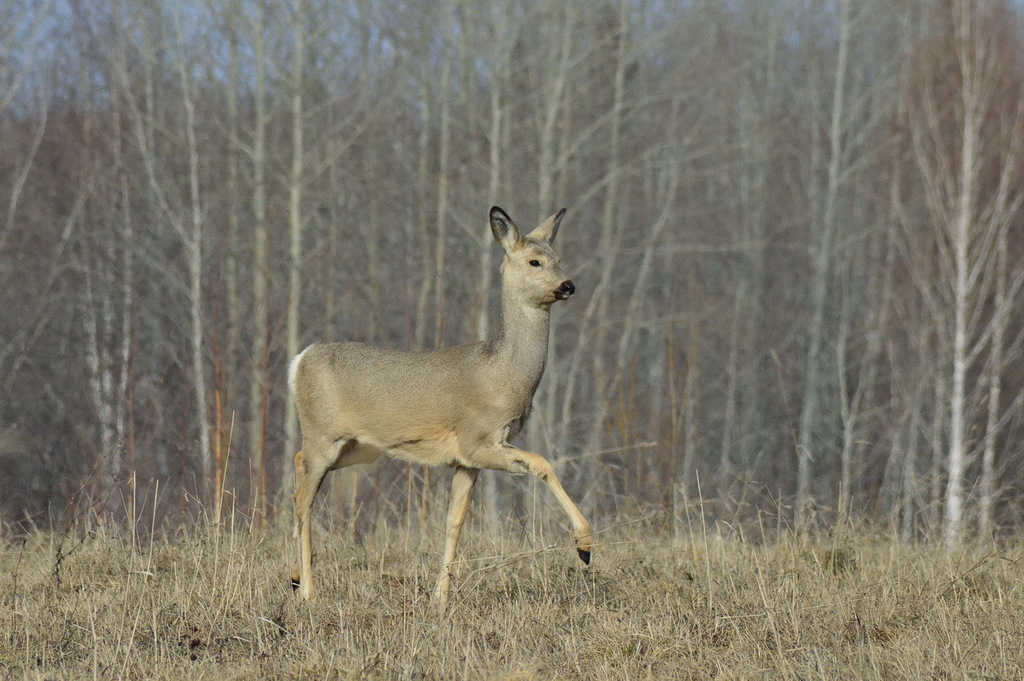 Eastern Roe Deer (Capreolus pygargus) - Know Your Mammals