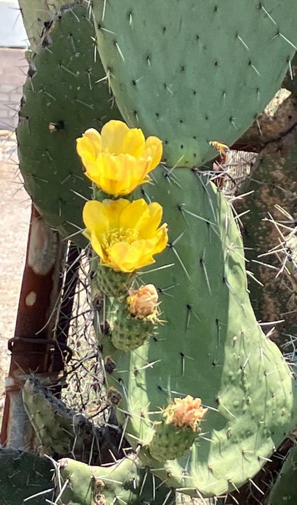 Opuntia streptacantha Lem.