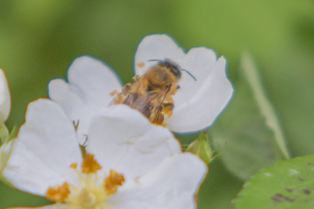Western Honey Bee from Elenore C Lawrence Park, Fairfax VA, USA on ...