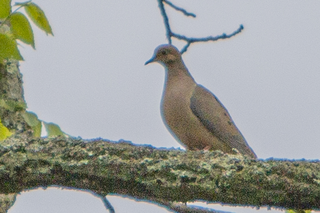 Mourning Dove from Elenore C Lawrence Park, Fairfax VA, USA on April 29 ...