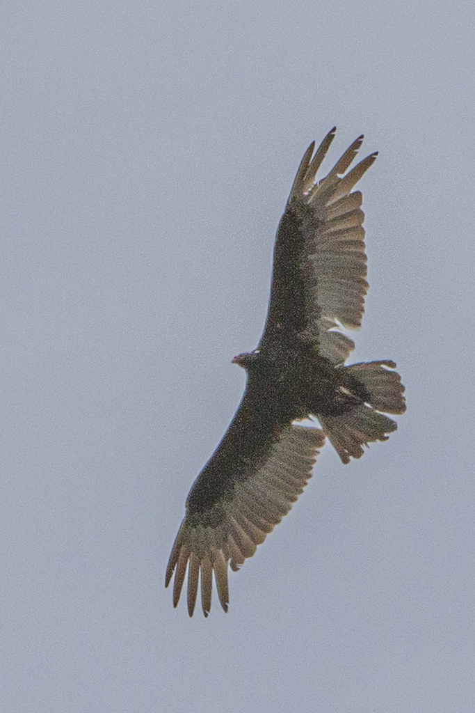 Turkey Vulture from Fairfax County VA, USA on April 29, 2023 at 05:21 ...