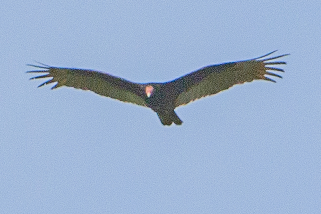 Turkey Vulture from Fairfax County VA, USA on April 29, 2023 at 06:39 ...
