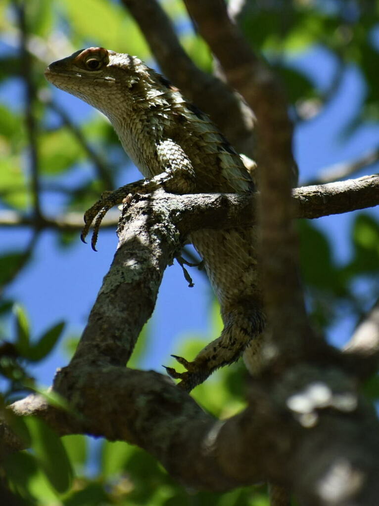 Texas Spiny Lizard from 22688 Buena Vista Blvd, Los Fresnos, TX 78566 ...