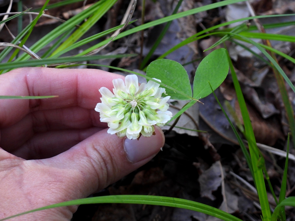 Running Glade Clover from Wilson County, TN, USA on May 2, 2023 at 04: ...