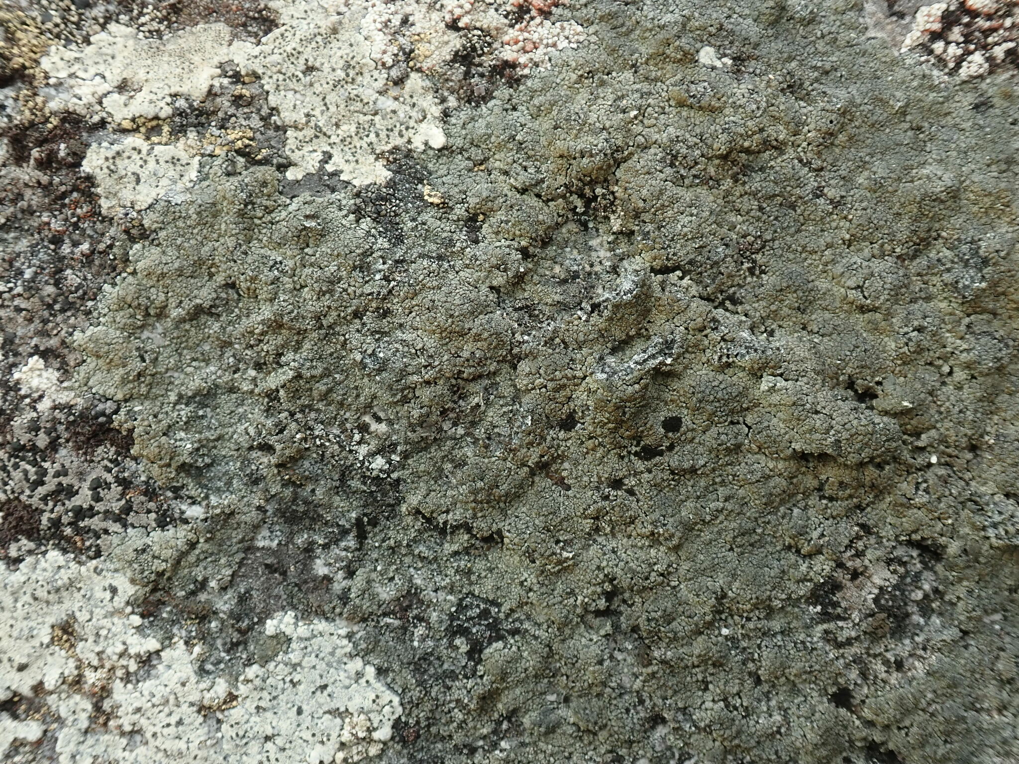 Pannaria hookeri (Borrer) Nyl.