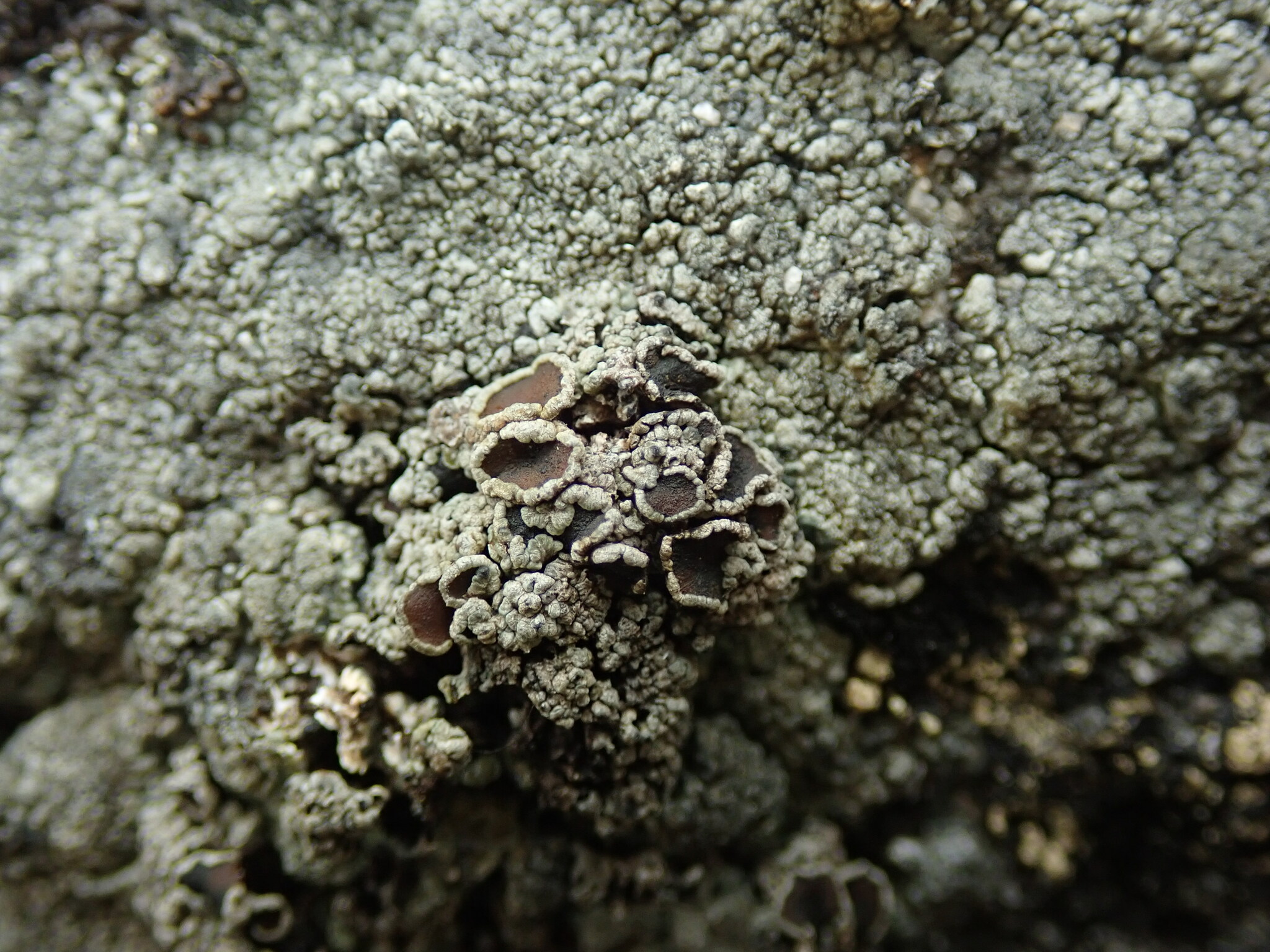 Pannaria hookeri (Borrer) Nyl.