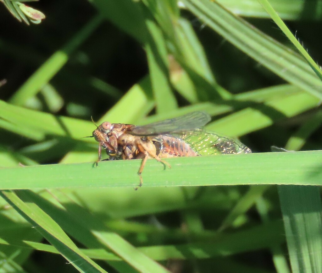 Southern Grass Cicada from Brazoria County, TX, USA on April 30, 2023 ...
